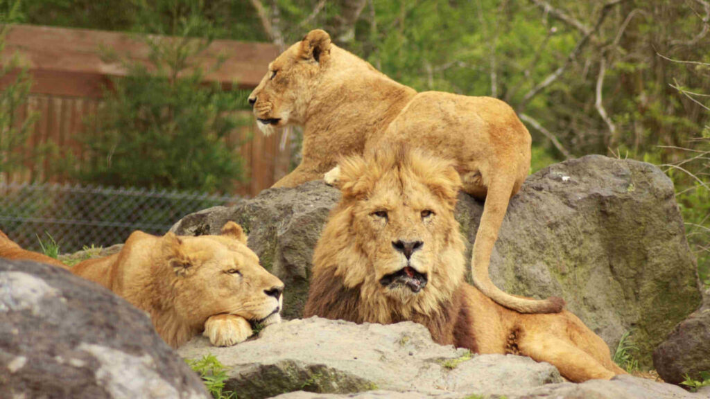 Fuji Safari Park - Travel in Japan