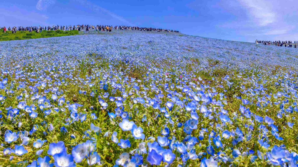 Hitachi Seaside Park - Travel in Japan