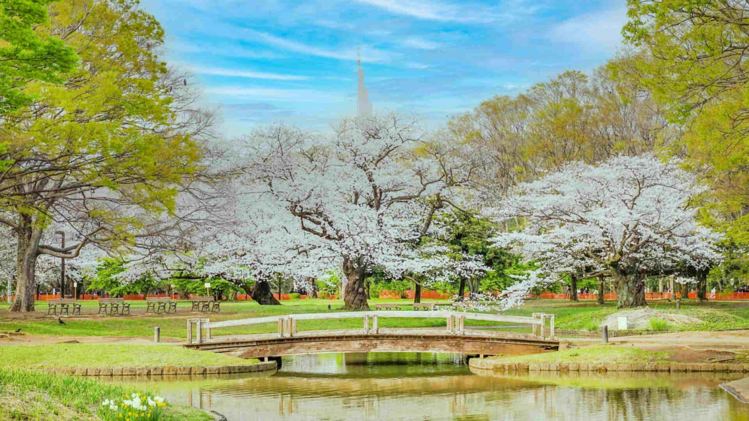 Yoyogi Park - Travel in Japan