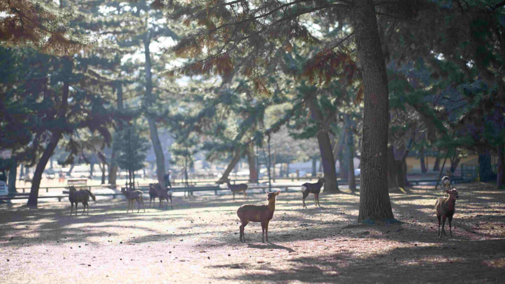 Nara Park - Travel in Japan