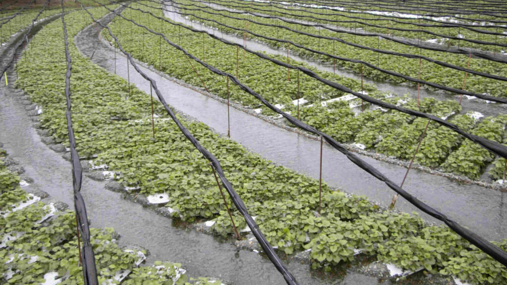Daio Wasabi Farm - Travel in Japan