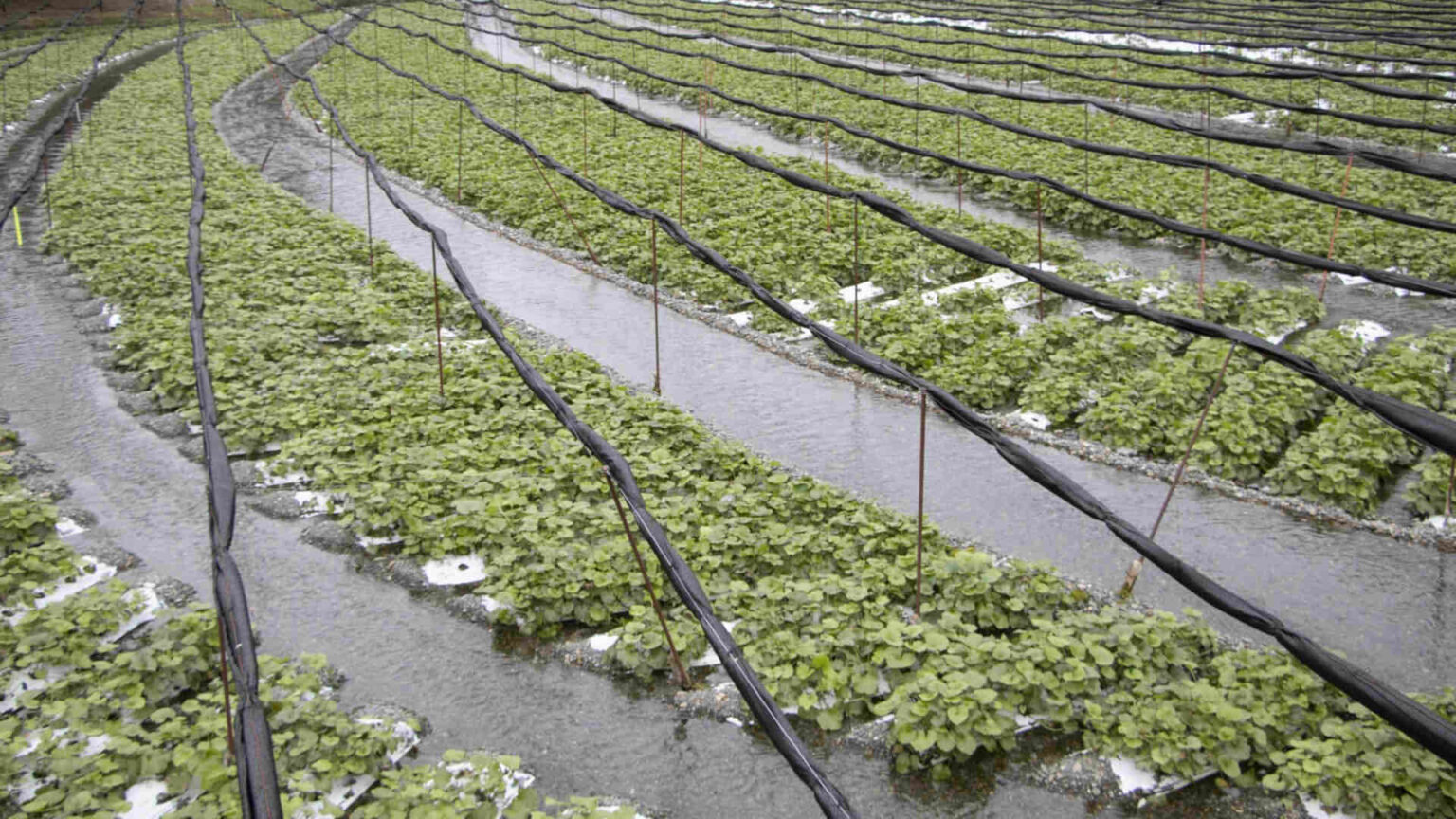 Daio Wasabi Farm - Travel in Japan