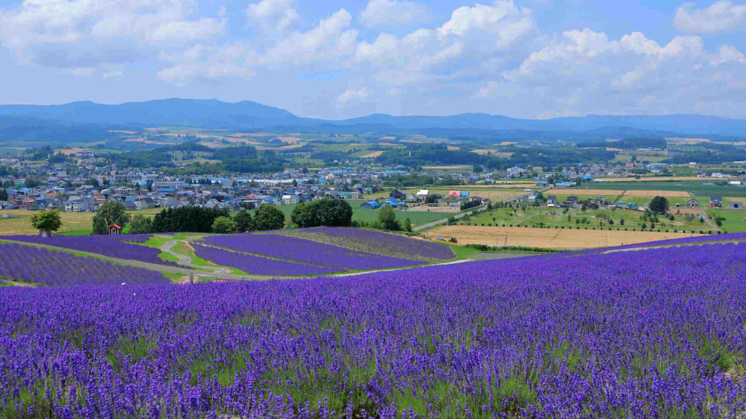 Furano Flower Fields - Travel in Japan