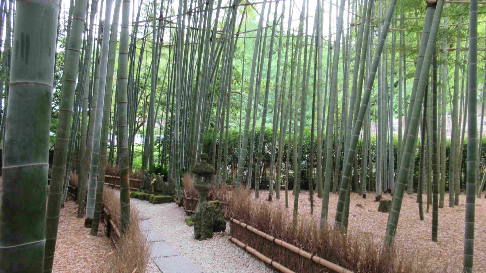 Hokokuji Temple - Travel in Japan