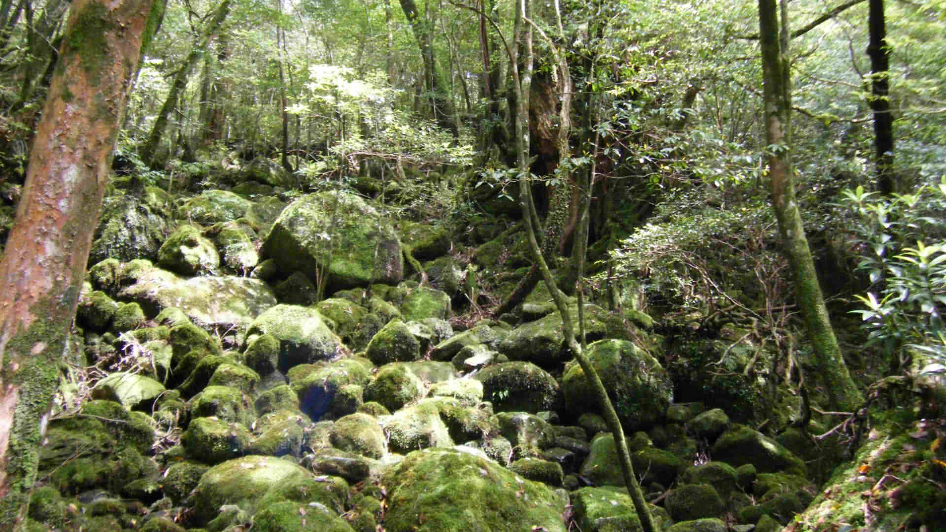 Yakushima - Travel in Japan