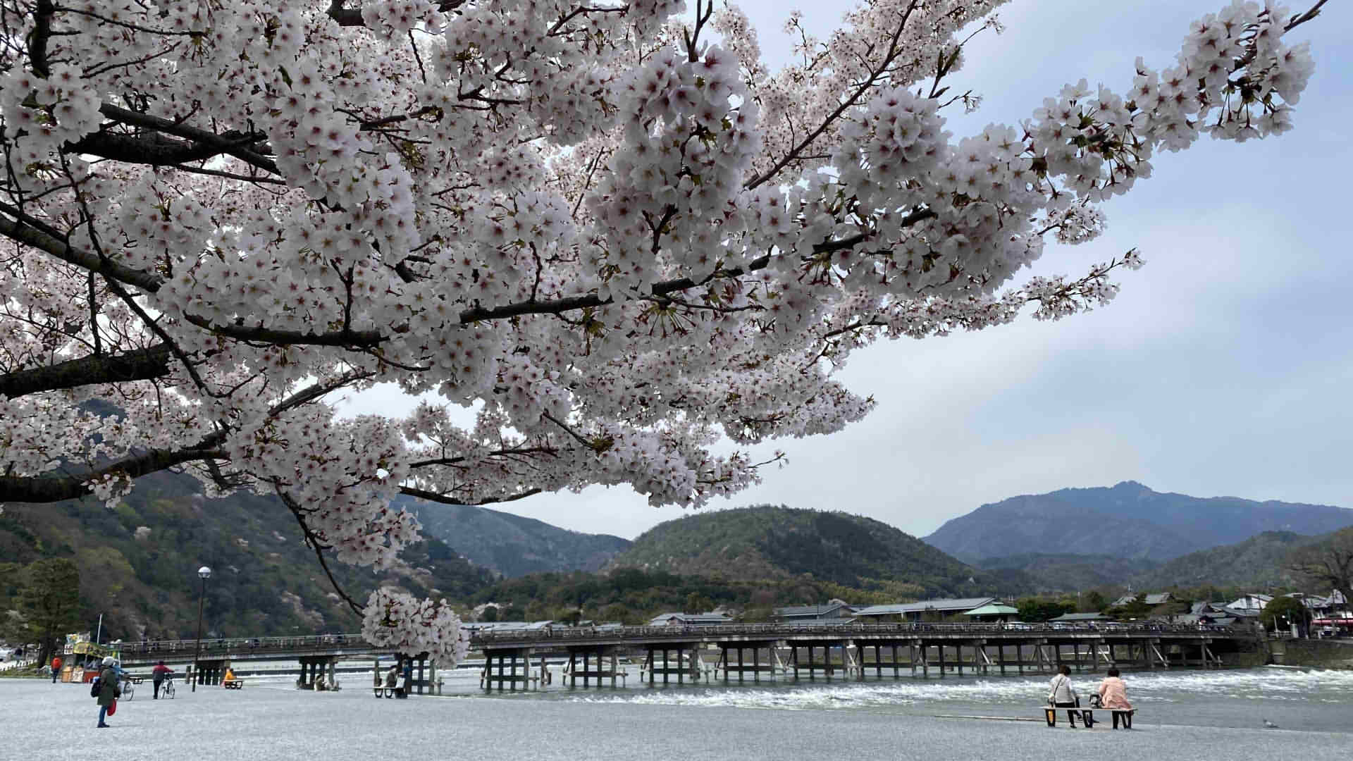 Japanese Hanami: Enjoying Cherry Blossoms, a Spring Tradition - Travel ...