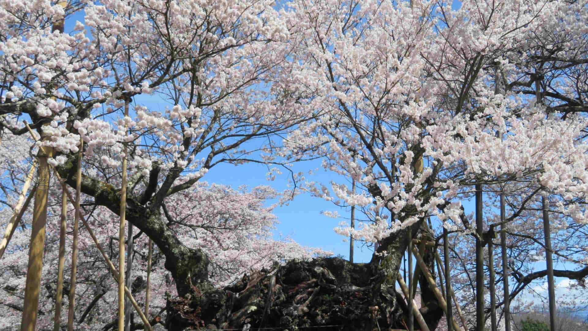 Japanese Hanami: Enjoying Cherry Blossoms, a Spring Tradition - Travel ...
