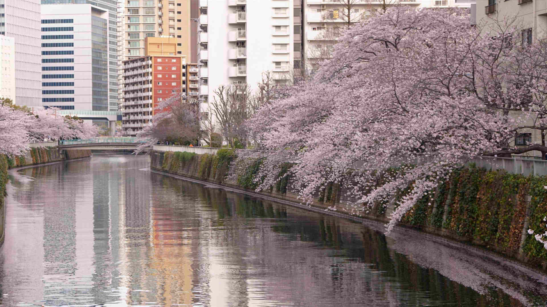 Japanese Hanami: Enjoying Cherry Blossoms, a Spring Tradition - Travel ...