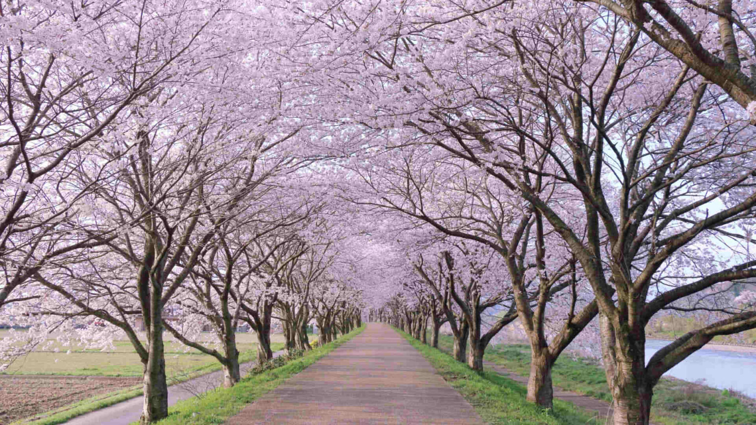 Japanese Hanami: Enjoying Cherry Blossoms, a Spring Tradition - Travel ...