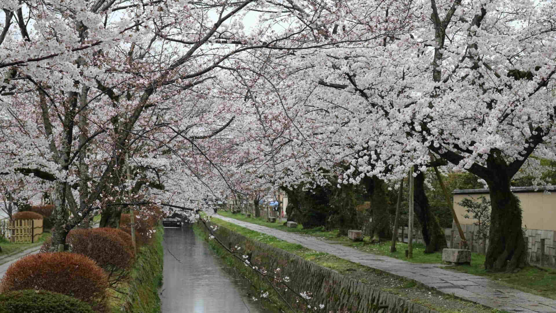 Japanese Hanami: Enjoying Cherry Blossoms, a Spring Tradition - Travel ...