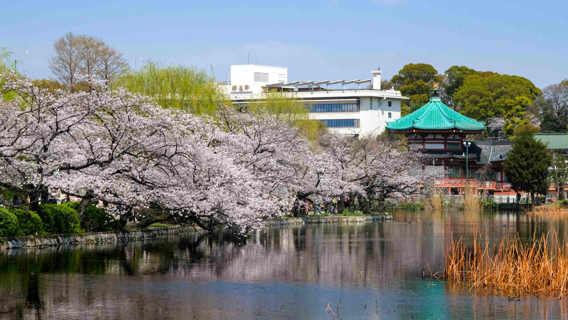 Japanese Hanami: Enjoying Cherry Blossoms, a Spring Tradition - Travel ...